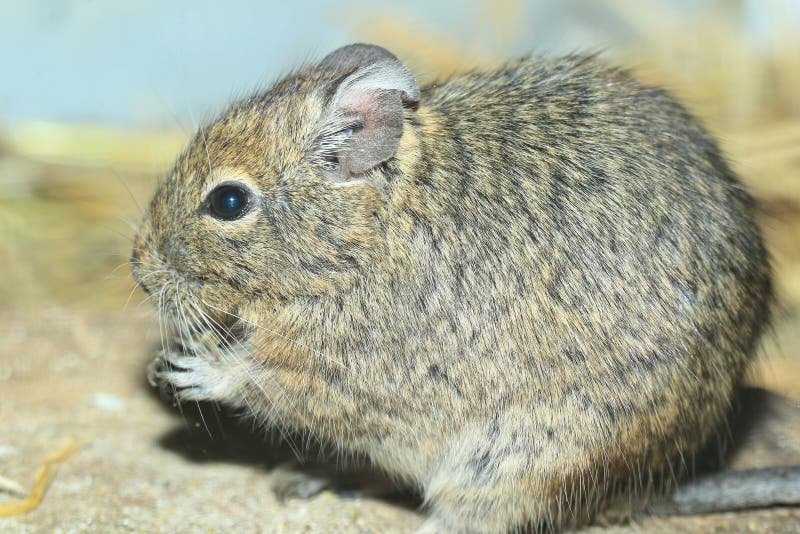Degu comune immagine stock. Immagine di adulto, roditore - 109767259