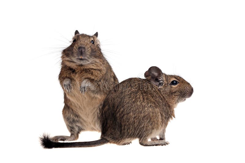 Degu De Rongeur Photos Stock - Téléchargez 318 Photos libres de droits