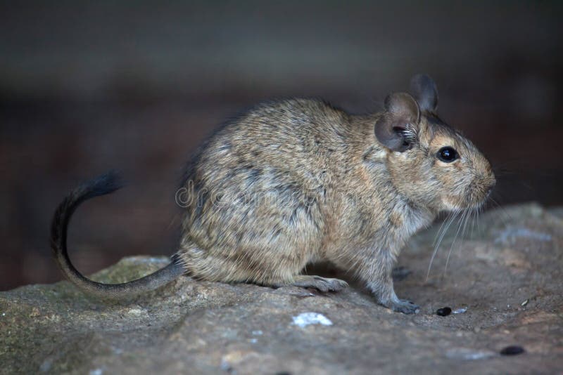 L'degus Octodon De Degu. Animaux Mignons. Petit Rongeur. Image stock ...