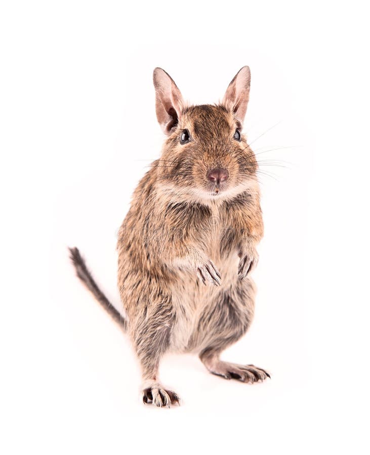 Degu isolou-se imagem de stock. Imagem de criceto, pimenta - 24730219