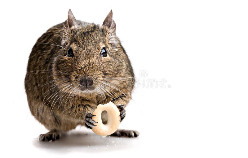 Degu mouse gnawing bake stock image. Image of funny, full - 46594809