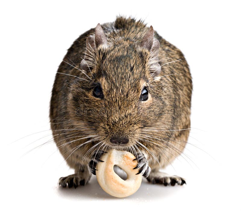 Degu Mouse with Pet Food in the Mouth Stock Photo - Image of cute ...