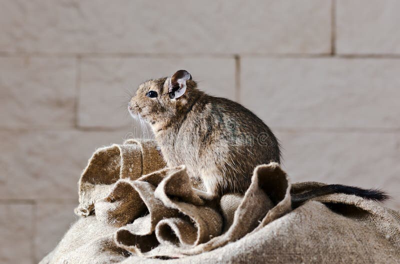 Degu (Octodon Degus) is a Small Caviomorph Rodent Stock Photo - Image ...