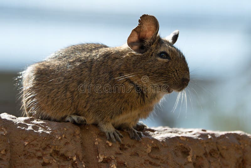 Common Degu, Brush-Tailed Rat, Octodon Degus Stock Image - Image of ...
