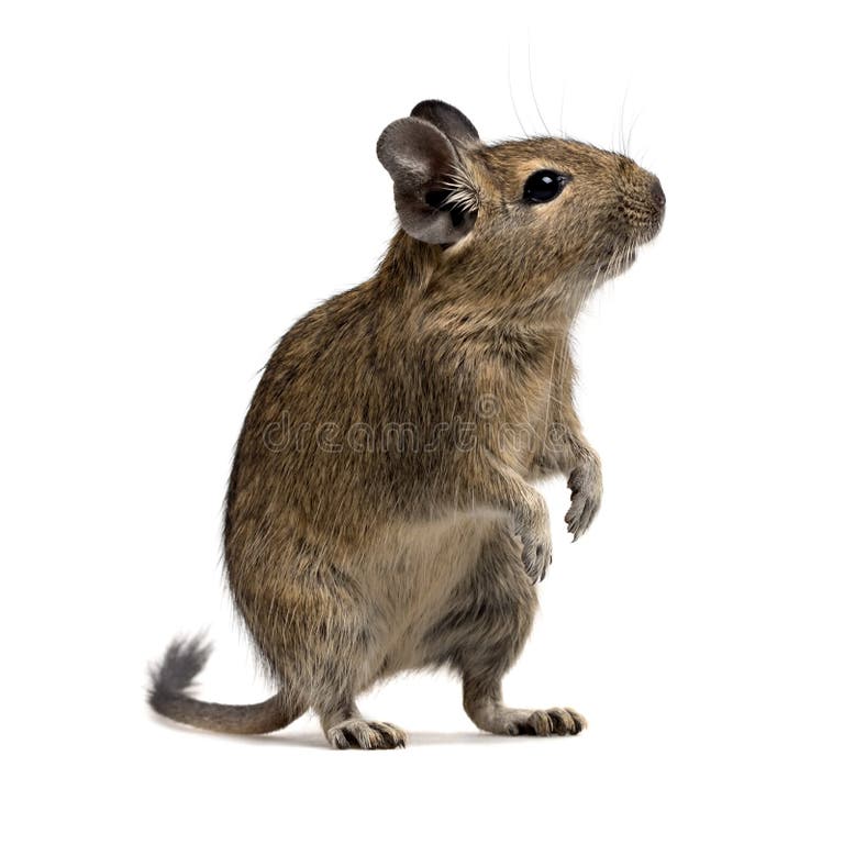 Degu pet stock photo. Image of squirrel, profile, degu - 21139376