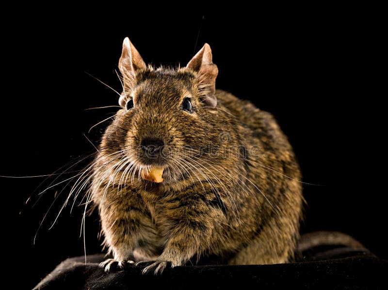 Degu Isolated Stock Images - Download 301 Royalty Free Photos