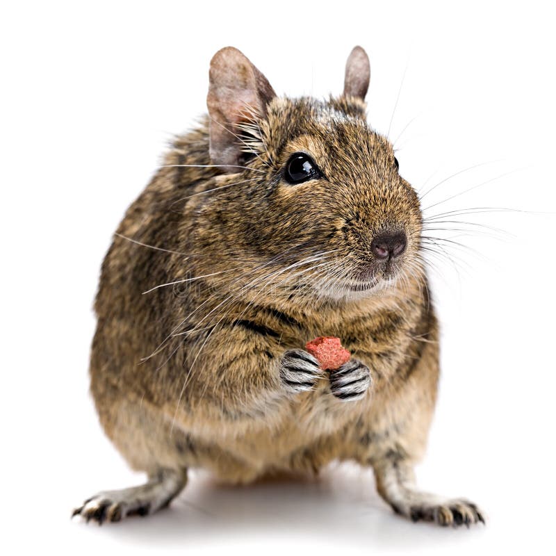Degu pet stock photo. Image of squirrel, profile, degu - 21139376