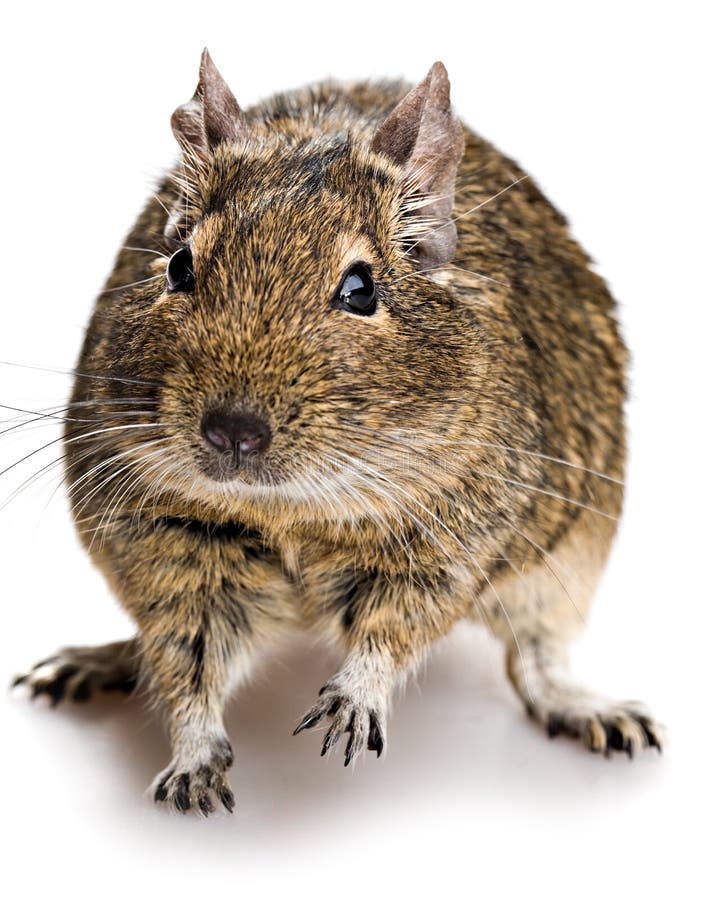 Two rodent degu stock image. Image of couple, together - 22292141