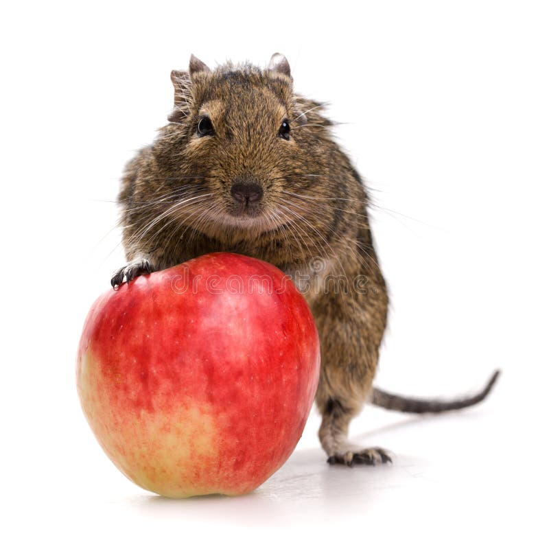 Degu Red Background Stock Photos - Free & Royalty-Free Stock Photos ...