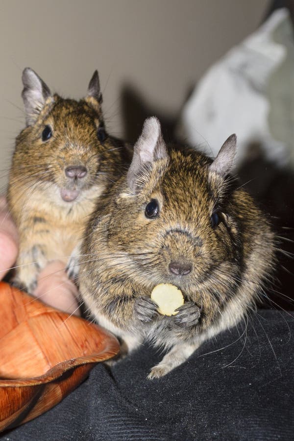 Rodent degu eating stock photo. Image of cute, funny - 102787268