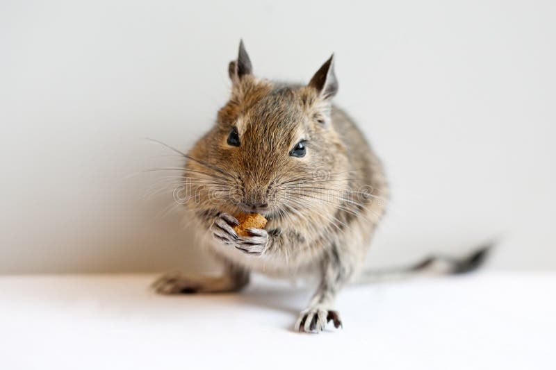 Degu stock image. Image of eyes, hamster, muzzle, closeup - 67487155