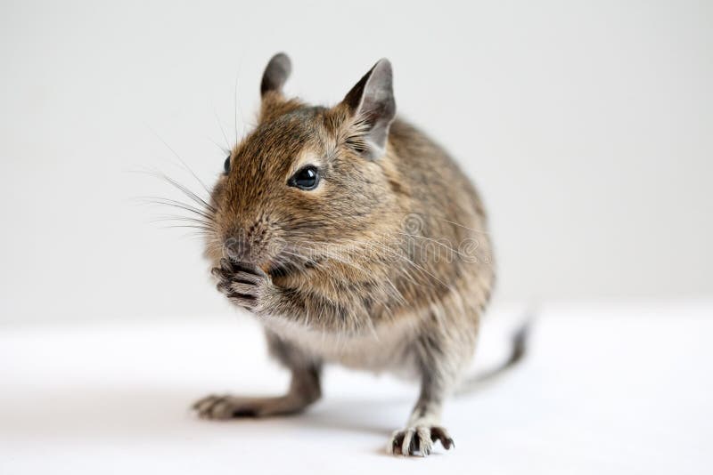 Rodent stock photo. Image of degus, pretty, amusing, look - 22065130