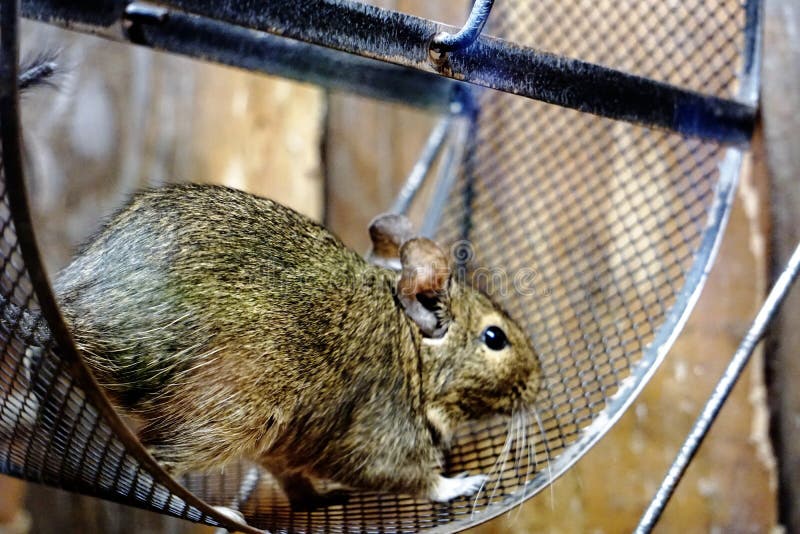 Degu sitting in wheel stock photo. Image of brown, furry - 91615420