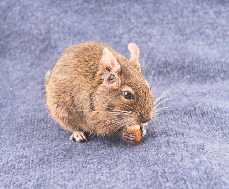 Side View of a Brown House Mouse with a Curly Tail in a Tea Cup. the ...