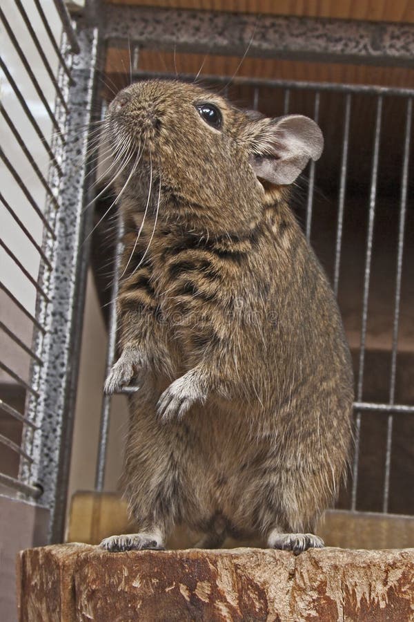 Degus foto de stock. Imagem de bigode, pata, rato, pele - 40138100