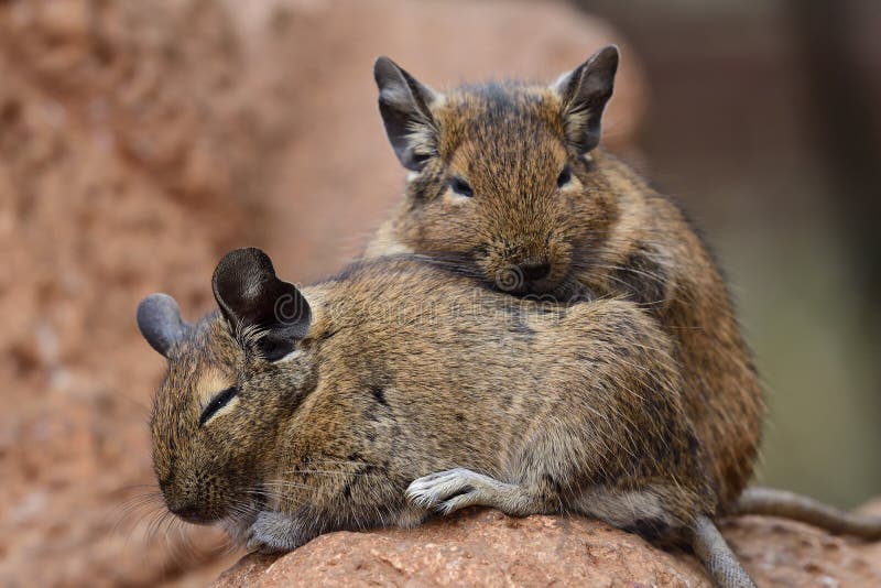 Degu de deux rongeurs image stock. Image du museau, blanc - 22292141