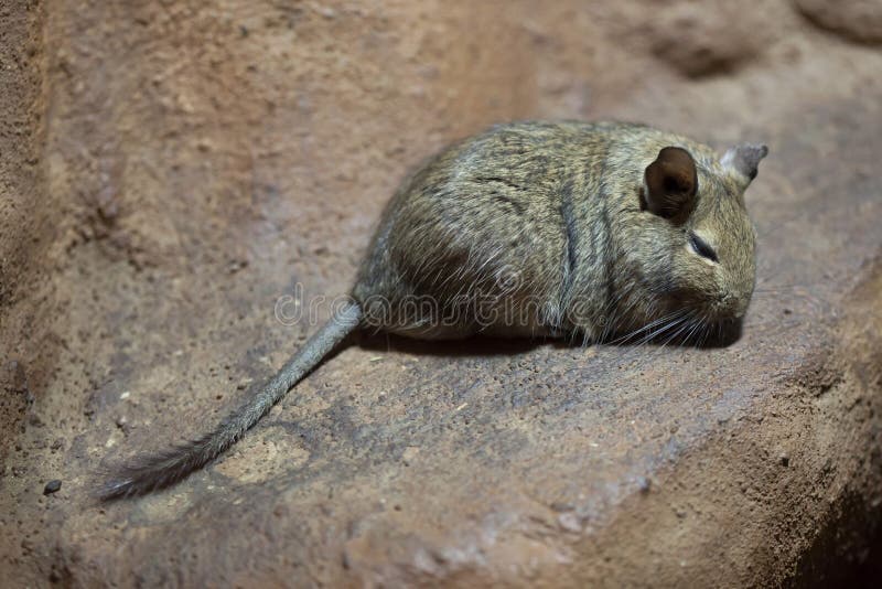 Degu (degus De Octodon) Es Un Pequeño Roedor Del Caviomorph Foto de ...