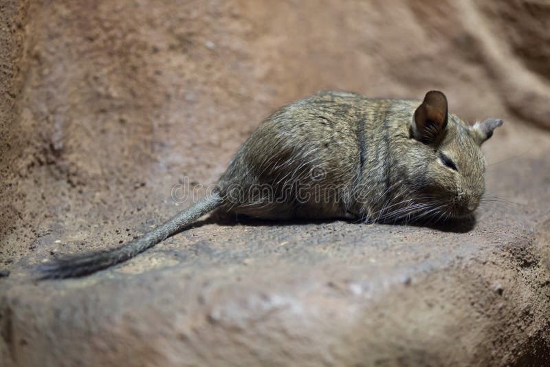 Degus de Degu Octodon photo stock. Image du amérique - 81810180