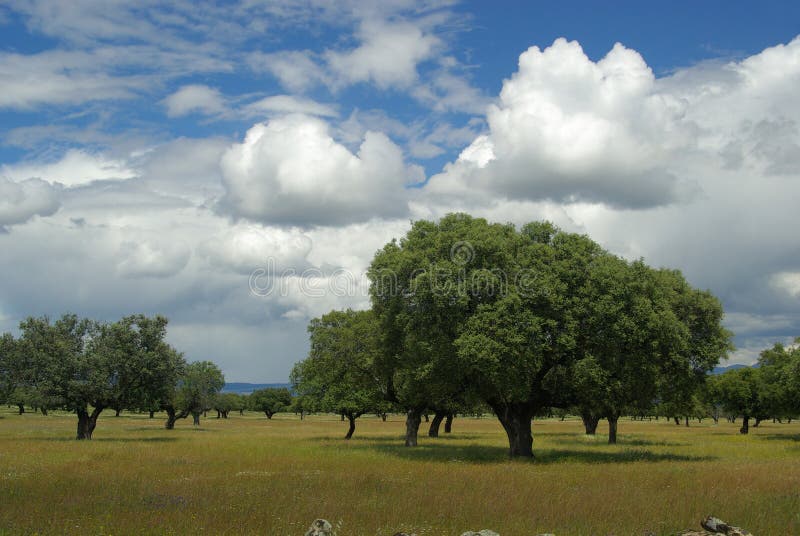 Poplar tree stock image. Image of fenland, environment - 77013267