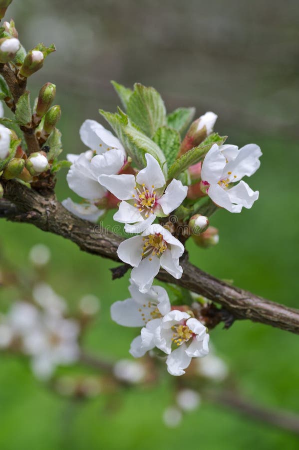 Dehiscing on Cherry-tree Flowers Stock Photo - Image of view, branch ...