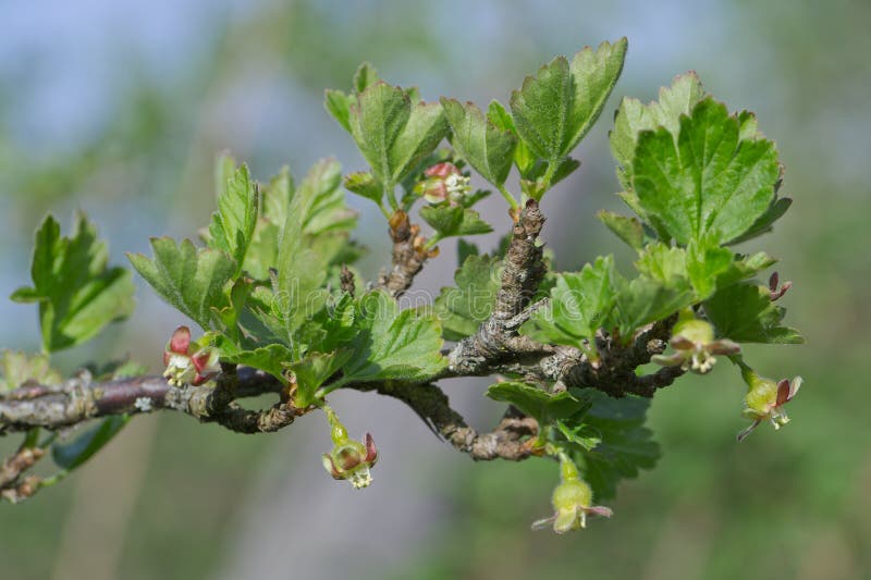 Dehiscing Op De Knop Van De Kruisbesstruik Stock Afbeelding - Image of ...
