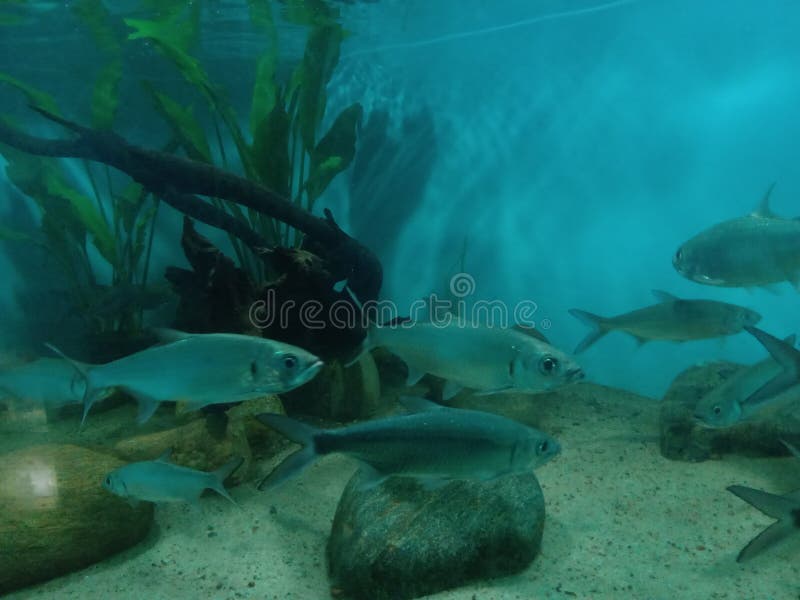 The Aquarium at the Dehiwala Zoo. Colombo, Sri Lanka Stock Photo ...