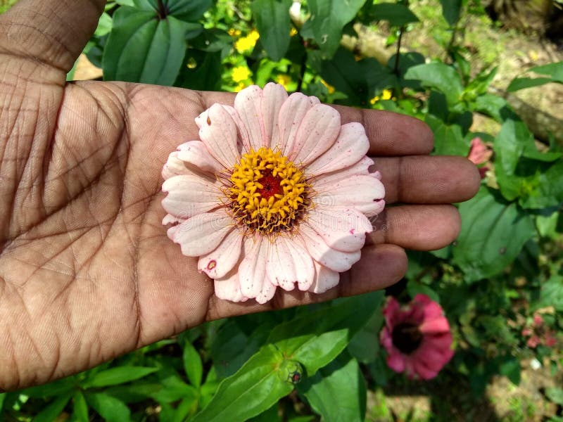Dehra Flower on Hand on the Park Stock Image - Image of hand, plant ...
