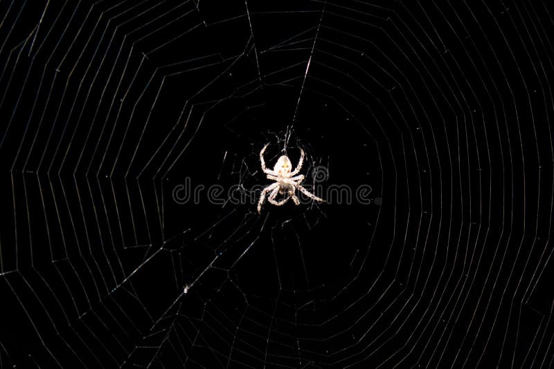 Spider on Net, Spider Making Net, Spider Net. Stock Photo - Image of ...