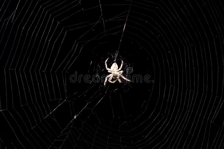 Spider on Net, Spider Making Net, Spider Net. Stock Photo - Image of ...