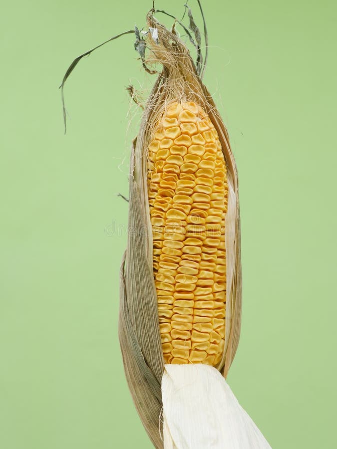 Dehydrated Corn Close Up View Stock Photo - Image of ingredient, hand ...
