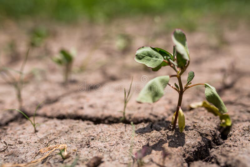 Dehydrated Small Tree with Dry Soil Stock Image - Image of desert ...