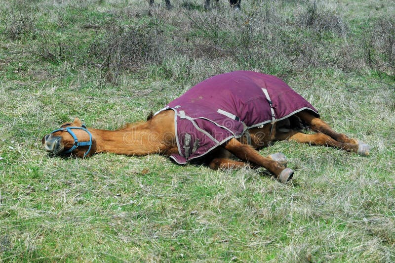 Dehydrated Tired Horse stock photo. Image of domestic - 14205558