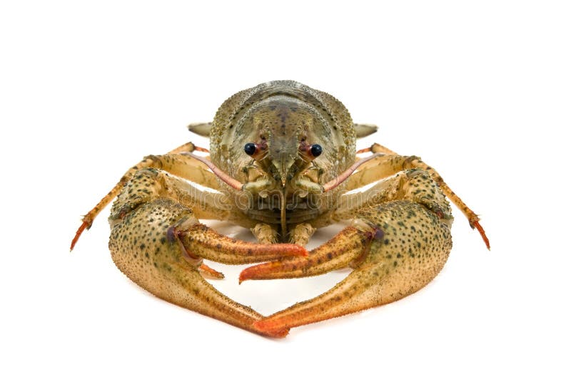 Dei crostacei immagine stock. Immagine di buongustaio - 6139883