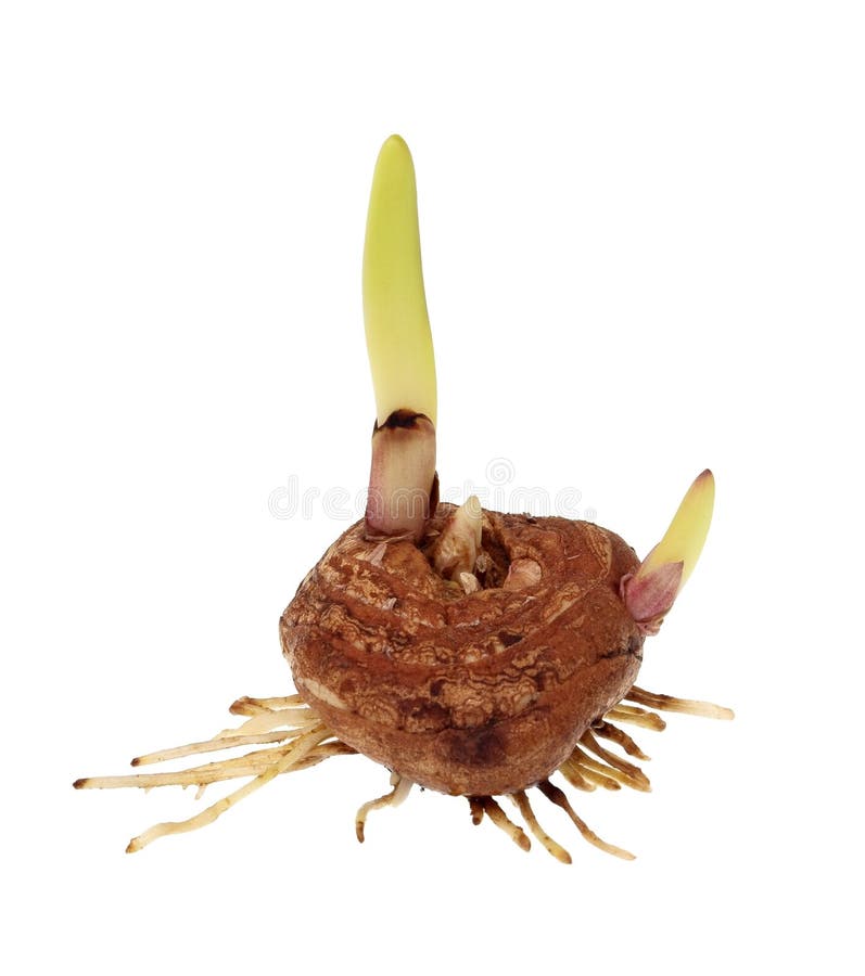 Cultivo De Um Bulbo De Um Tipo De Flor Foto de Stock - Imagem de planta ...