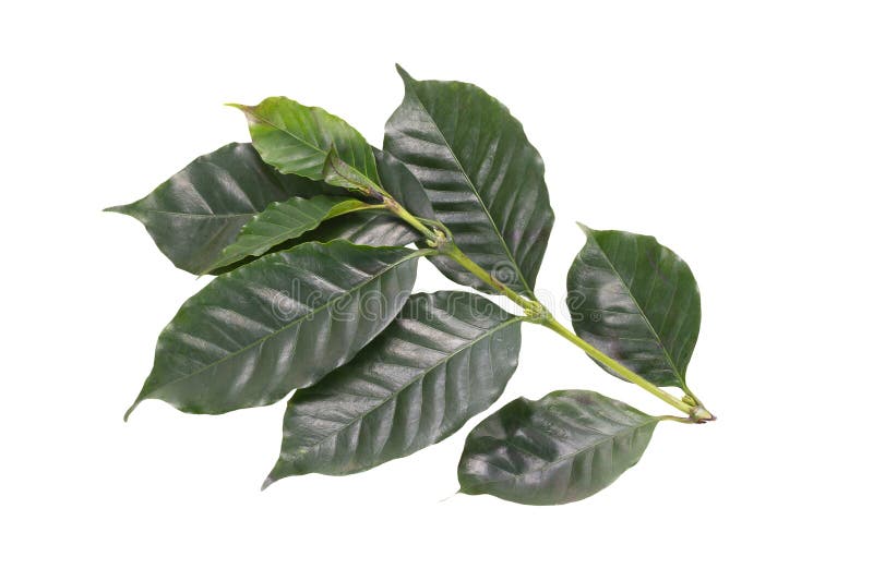 Deja El Cafeto En El Fondo Blanco Imagen de archivo - Imagen de nuevo ...