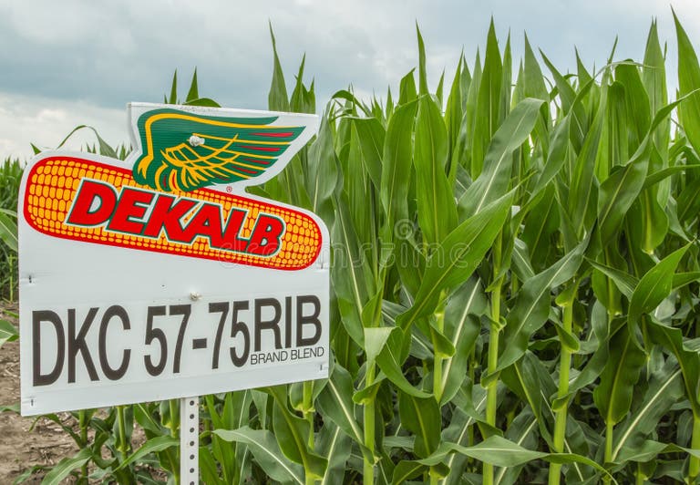 Dekalb Seed Corn Plot editorial stock photo. Image of midwest - 38079128