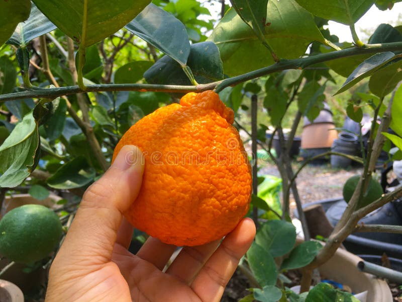 Dekopon Japanese Citrus in Hand Stock Photo - Image of juicy, jeruk ...