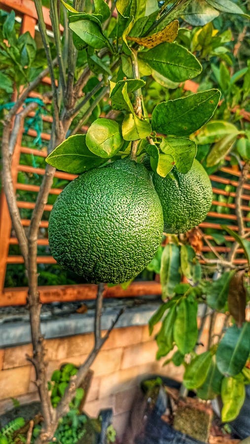 Dekopon Orange Stay on Plant Stock Image - Image of branch, evergreen ...