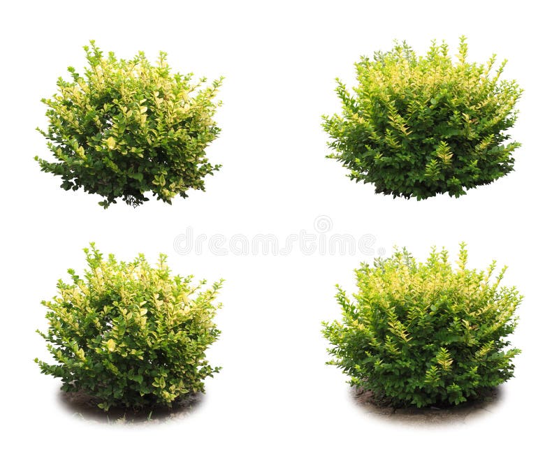 Dekorativ buske fotografering för bildbyråer. Bild av provexemplar ...