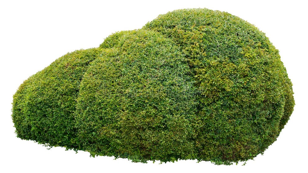Dekorativ buske fotografering för bildbyråer. Image of häck - 43211255