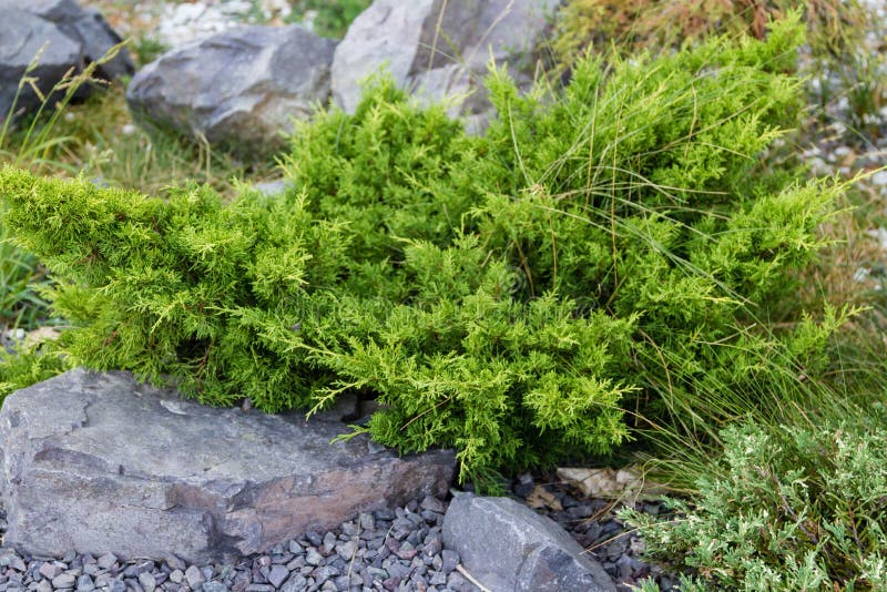 Enbuske Stock Foton , bilder och fotografi - Ladda ner 240 foton