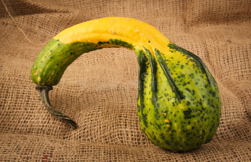 Dekorativ kalebass arkivfoto. Bild av jordbruk, halloween - 59836274