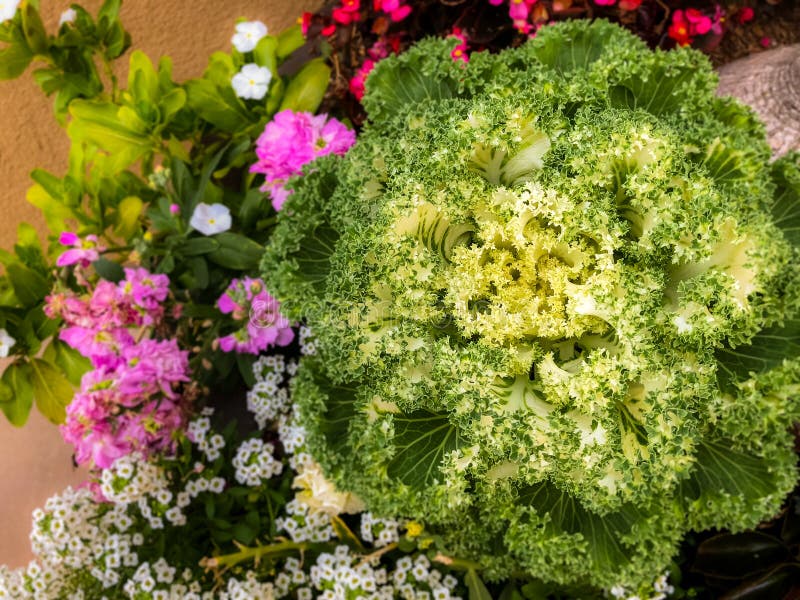Dekorative Kopfkohl, Die Im Garten Verzieren. Dekorative Kohlanlage ...