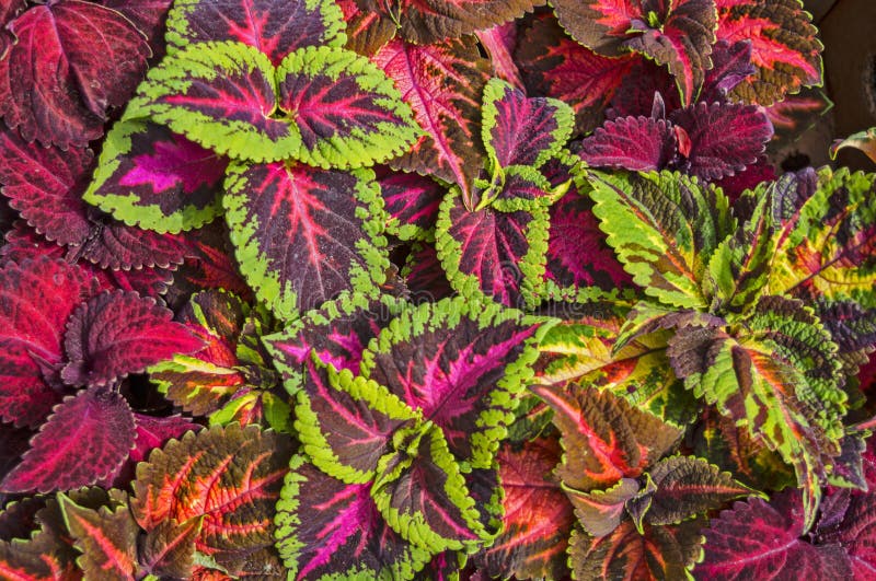 Dekorative Nessel stockfoto. Bild von pflanzen, bunt - 70314228