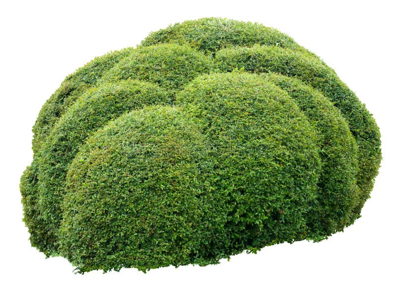 Dekorativer Busch stockfoto. Bild von hecke, rund, dekorativ - 43210912