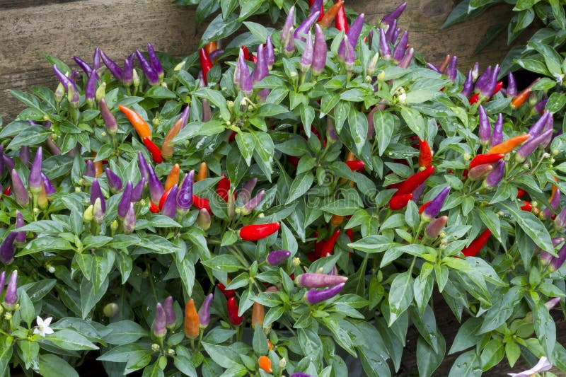 Rote Dekorative Pfefferanlagen Mit Pfeffern Stockfoto - Bild von ...