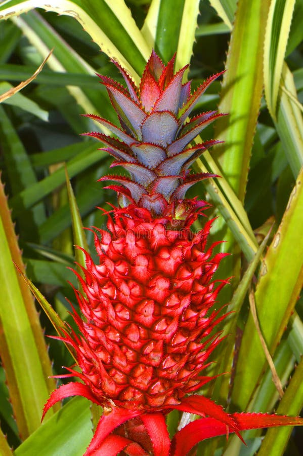 Rote Ananas (Ananas Bracteatus) Stockbild - Bild von dekorativ, blume ...