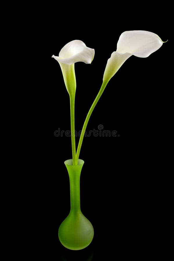Del Calla Fiore Bianco Lilly in Vaso Verde Fotografia Stock - Immagine ...