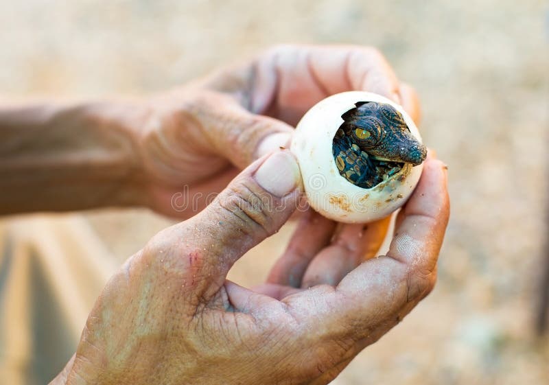 Del cocodrilo del huevo foto de archivo. Imagen de nacimiento - 45449840