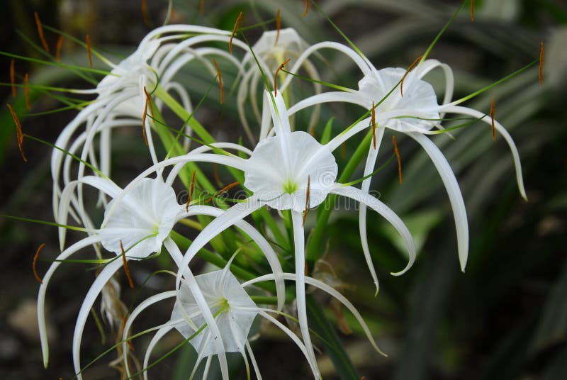 Del Crinum Flor Blanca Spiderlily Imagen de archivo - Imagen de ...